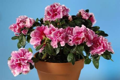 Azaleja - cvetna zvezda | Lepa i srećna