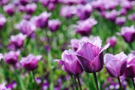 Prolećna bašta: koje lale cvetaju od marta do juna | Lepa i srećna