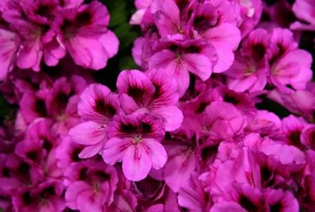 Najlepše jednogodišnje cvetnice: seoska orhideja privlači i leptire i ...