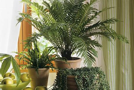 Najlepše sobne paprati | Lepa i srećna