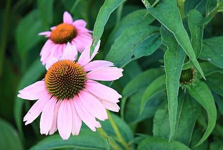 Cvetnice za jesenju sezonu | Lepa i srećna