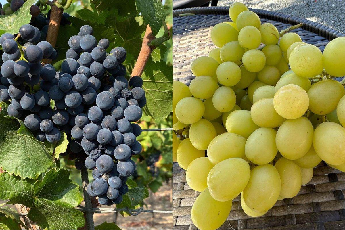 Da li je bolje crno ili belo grožđe | Lepa i srećna