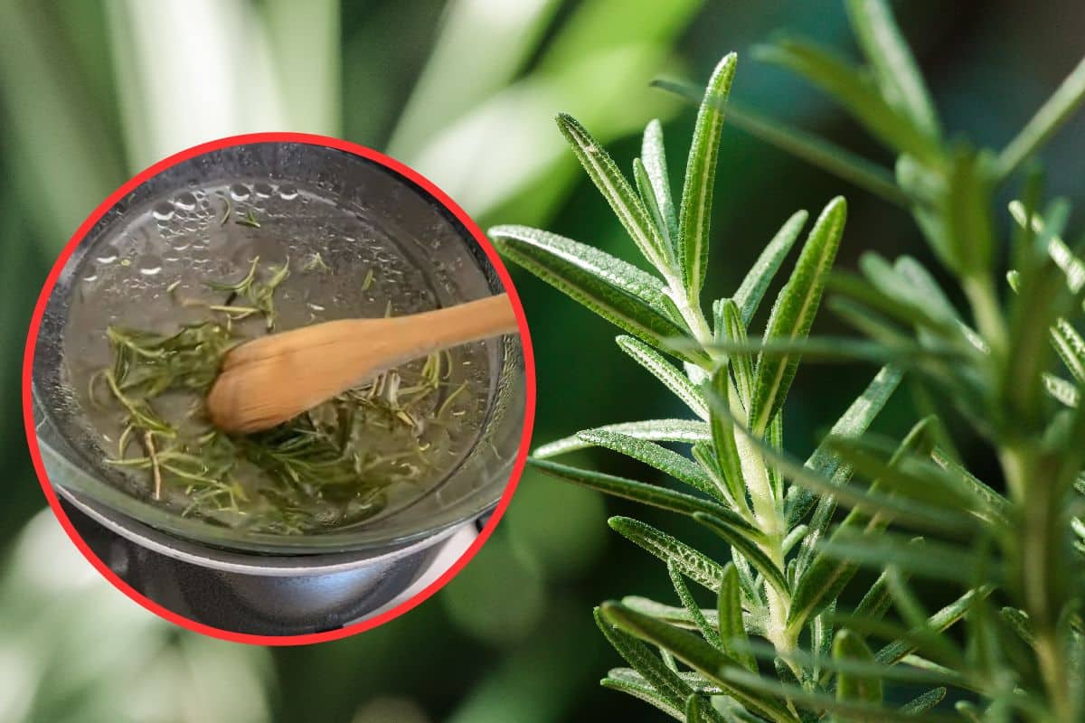 Ulje ruzmarina za zdravu kosu recept | Lepa i srećna