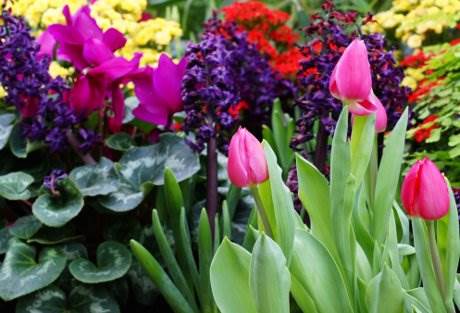 Kako utiču boje u bašti | Lepa i srećna