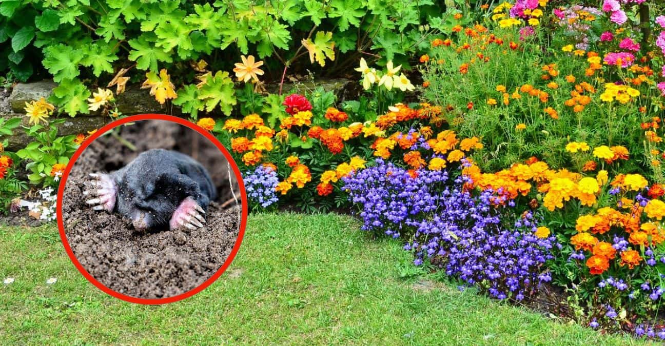 Biljke koje teraju krtice iz bašte | Lepa i srećna