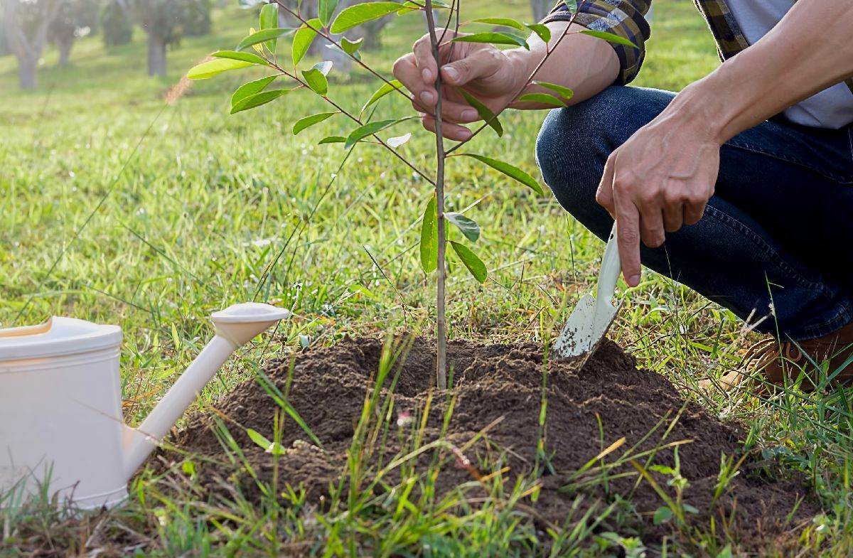 Drveće koje baštovani ne preporučuju za dvorište | Lepa i srećna