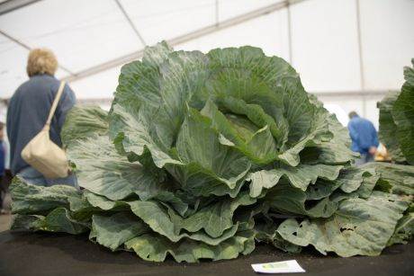 Čaj od komposta je recept za džinovski rast povrća (VIDEO) | Lepa i srećna