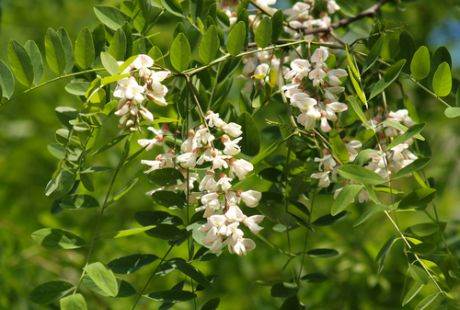 Bagrem leči prehladu i kašalj | Lepa i srećna