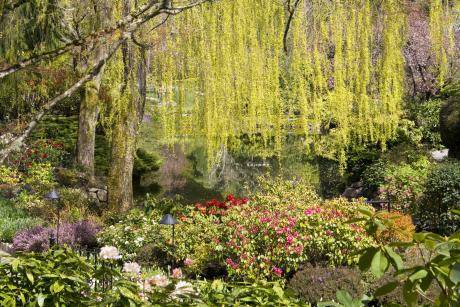 Vrba u centru dvorišta | Lepa i srećna