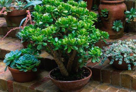 biljka novca krasula kako se gaji | Lepa i srećna