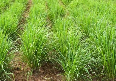 Limun-trava za baštovane sladokusce | Lepa i srećna