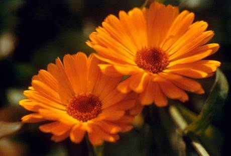 Upoznajte neven: evo koja lekovita svojstva krije ovaj narandžasti cvet ...