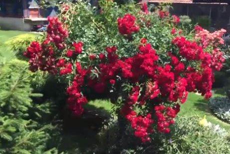 Ovo su najlepše ruže Srbije: ruža "skarlet" domaćina iz Lajkovca ...