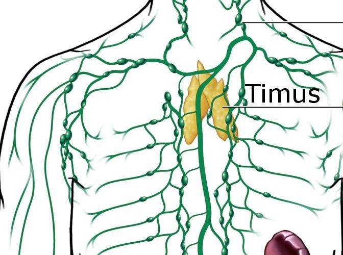 Kako aktivirati timus i ojačati imunitet | Lepa i srećna