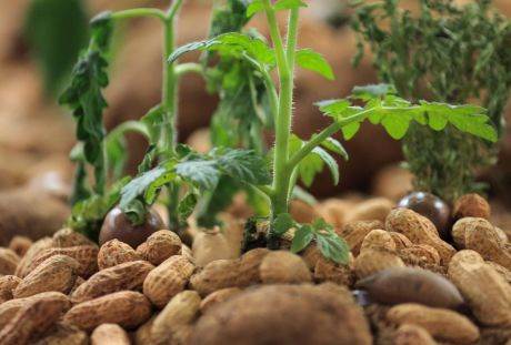 Kako se gaji kikiriki: evo zašto mahune kikirikija imaju izboranu koru ...