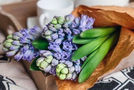 KAKO DA POSADITE ZUMBULE NA NAJMODERNIJI NAČIN: nove ideje za ...