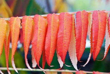 STARO DRVO IZ DVORIŠTA NAŠIH BAKA VRAĆA SE U MODU: kiseli ruj daje šarm ...