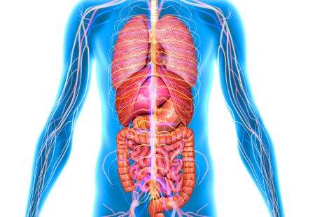 ŠOKANTNO OTKRIĆE MNOGE ZABRINULO! OVAJ ORGAN POČINJE DA STARI VEĆ U 20 ...