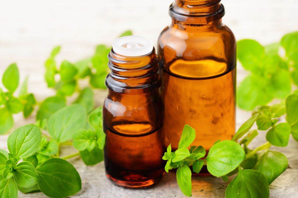 PRIRODNI LEK - ULJE DIVLJEG ORIGANA KAO SJAJAN ANTIBIOTIK: uspešno se bori protiv virusa ...