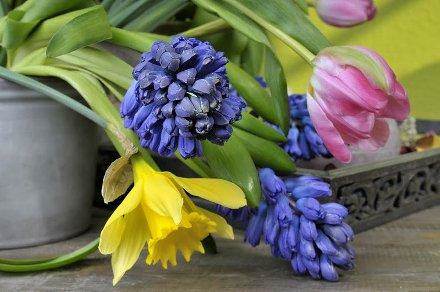 Lukovice u saksiji | Lepa i srećna