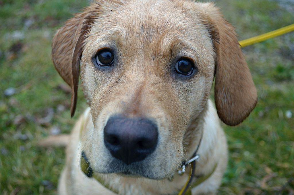 LAŽNO BESNILO UGROŽAVA PSE I MAČKE: evo koji su simptomi opasne bolesti ...