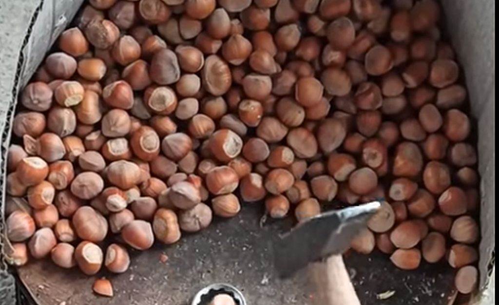 kako se cisti lesnik | Lepa i srećna