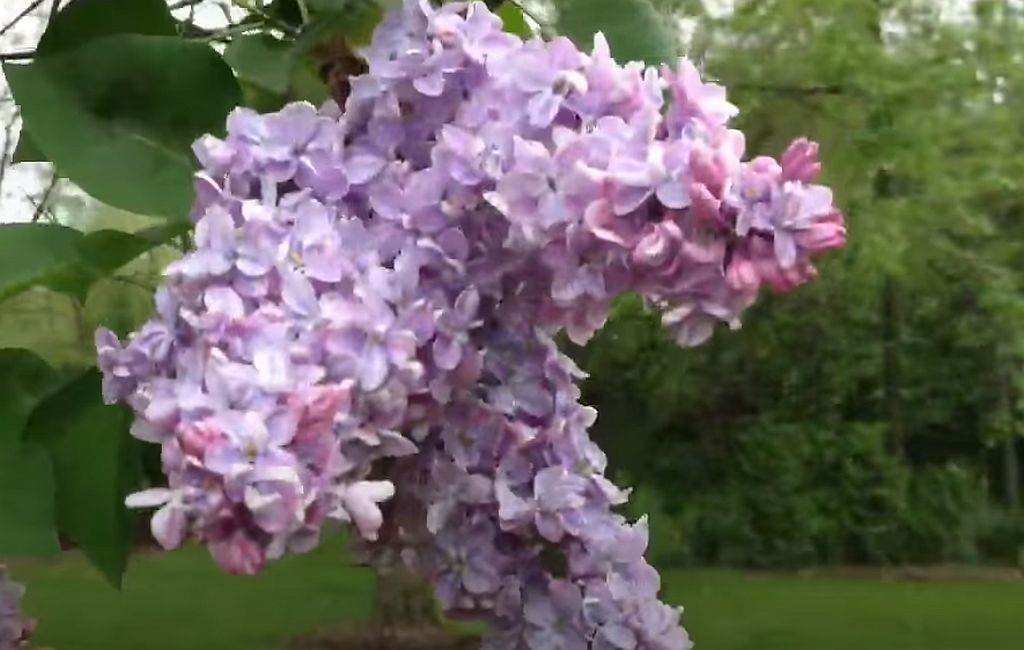 kako presaditi jorgovan | Lepa i srećna