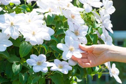 Puzavice koje brzo rastu za dvorište i terasu | Lepa i srećna